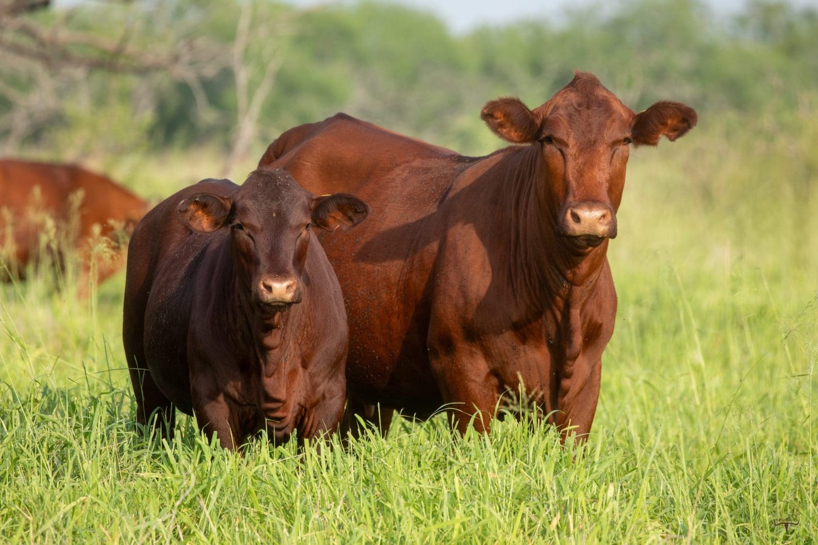 Home - King Ranch Bull Sale