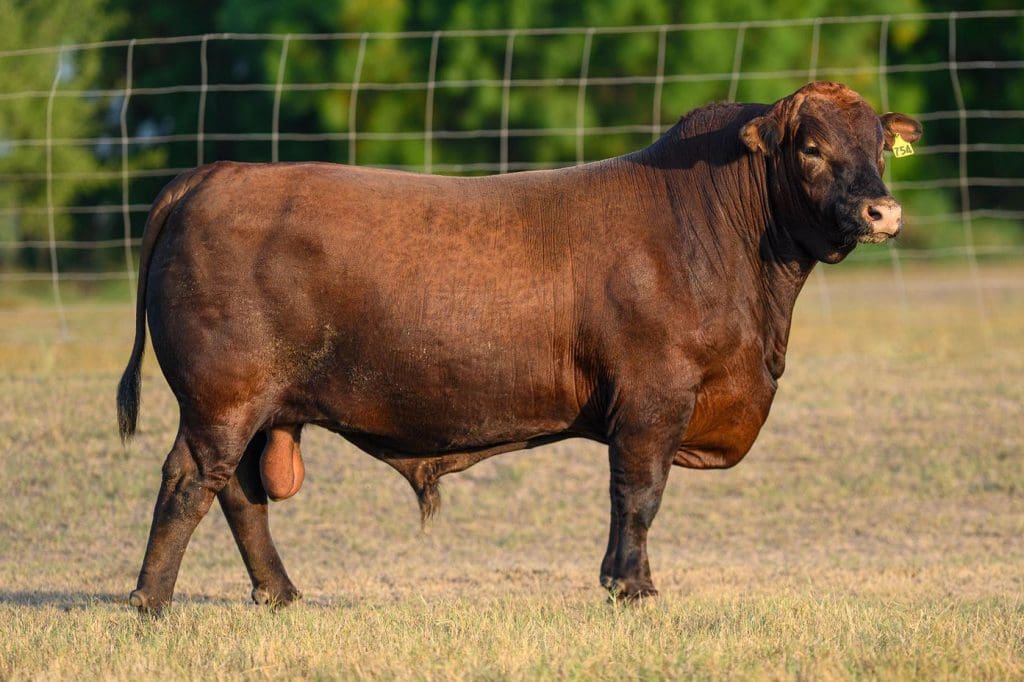 Home - King Ranch Bull Sale