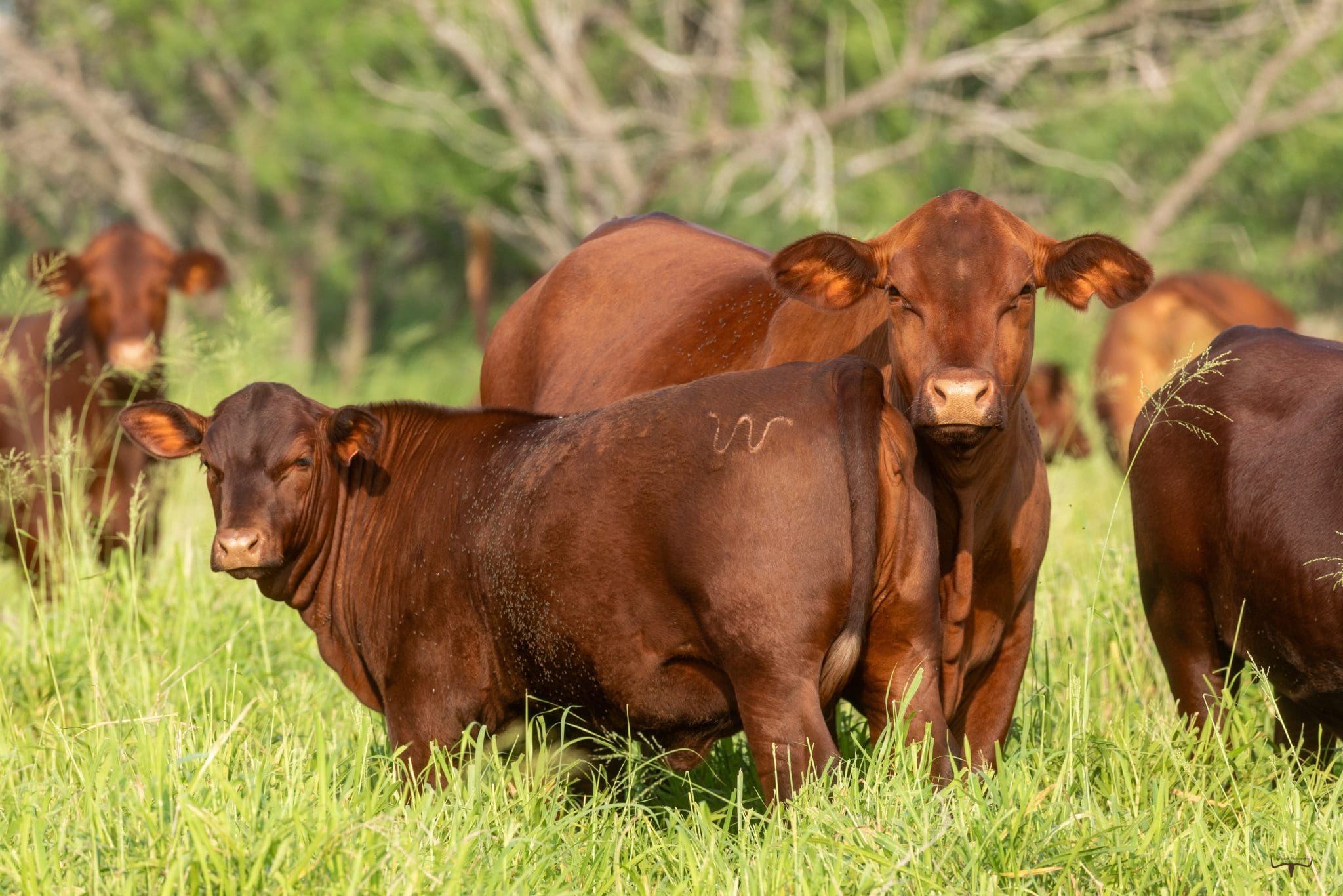 Home - King Ranch Bull Sale